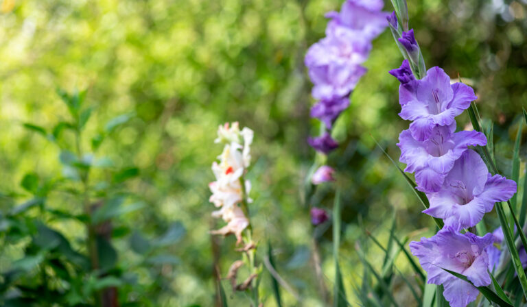 16 Flowers That Start with G (With Pictures) - Crate and Basket