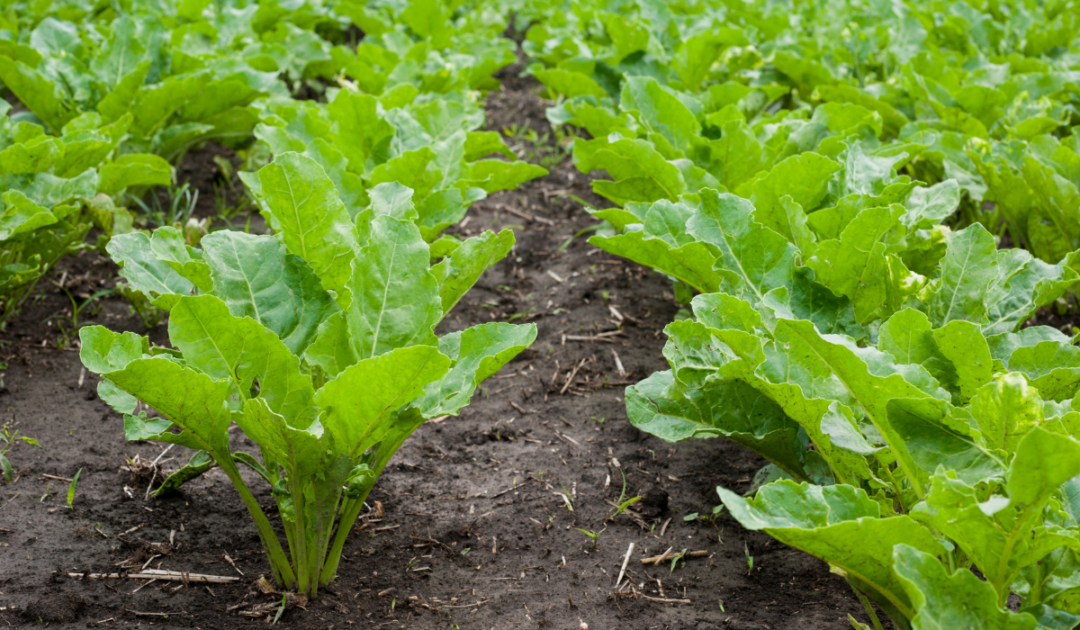 11 Edible Plants that Grow in the Shade - Crate and Basket