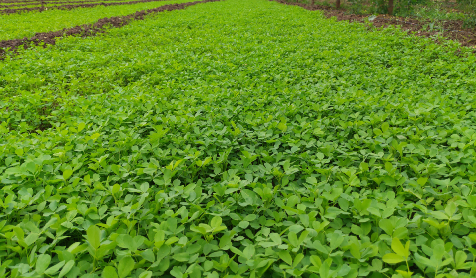 13 Types of Clover - Crate and Basket