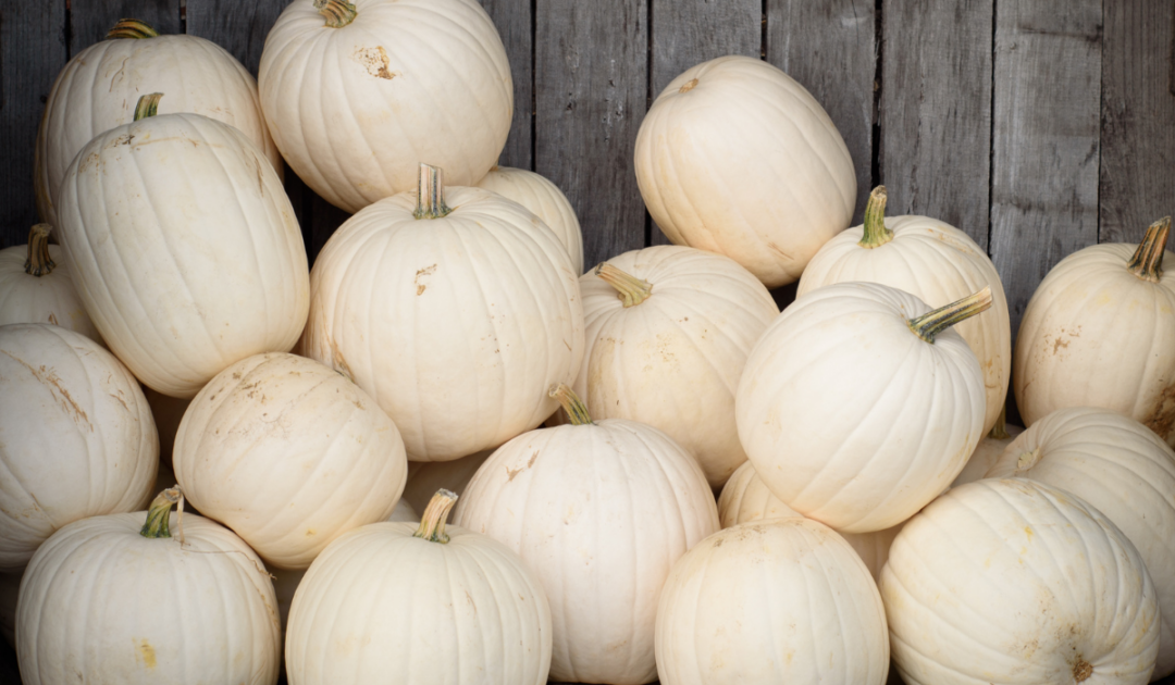 23 Types of Miniature Pumpkins - Crate and Basket