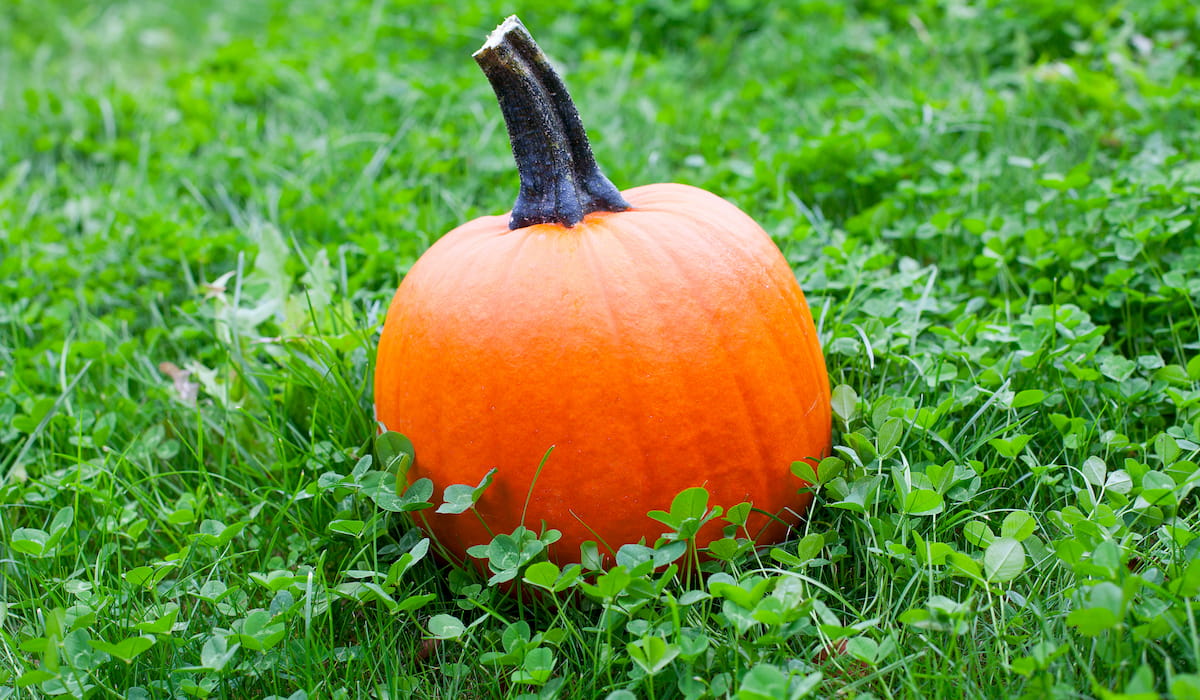 7 Types of Orange Pumpkins - Crate and Basket