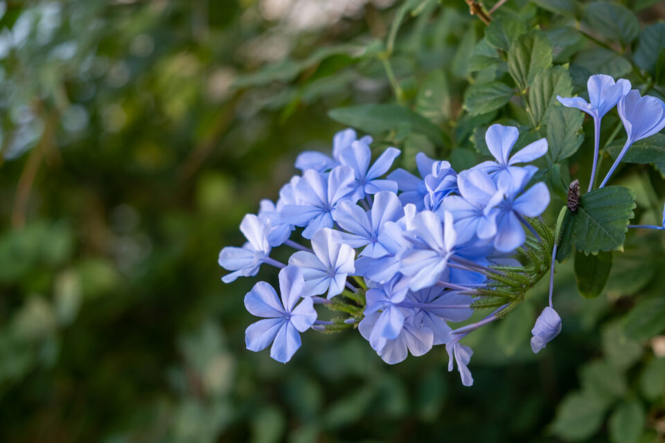 16 Flowers That Start With L (With Pictures) - Crate and Basket