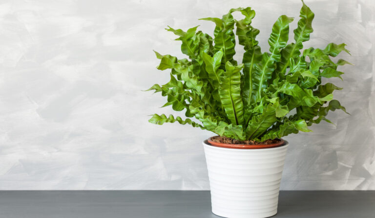 11 Large Potted Ferns - Crate and Basket