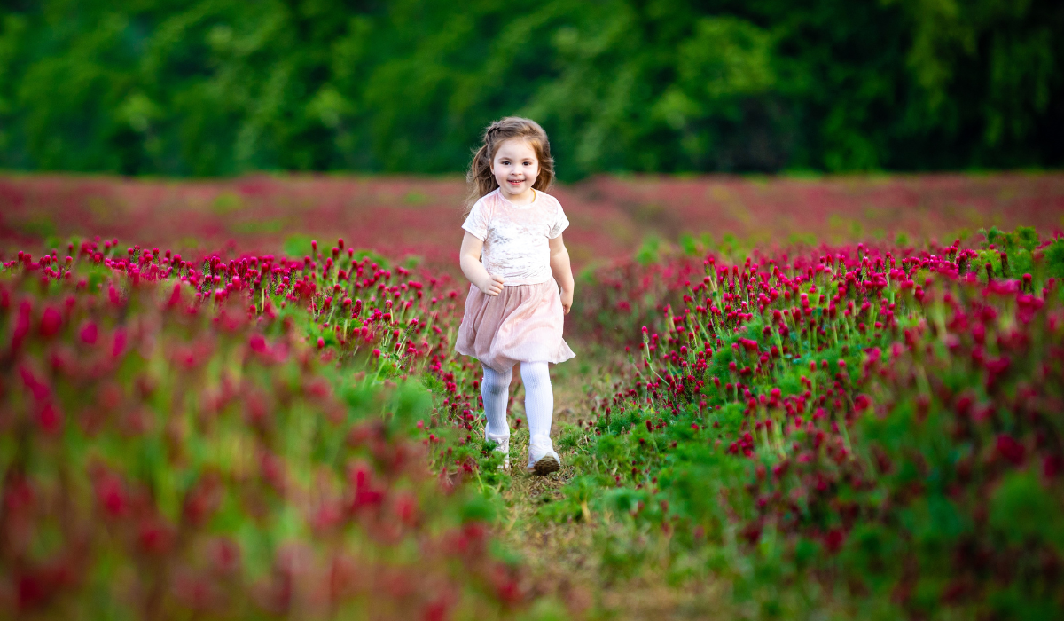7 Facts About Red Clover - Crate and Basket
