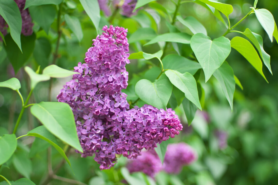 16 Flowers That Start With L (With Pictures) - Crate and Basket