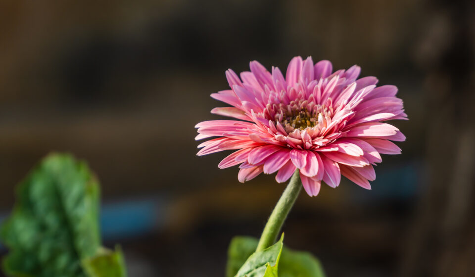 16 Flowers That Start with G (With Pictures) - Crate and Basket