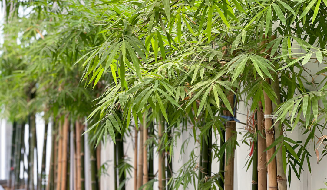 17 Fastest Growing Plants - Crate and Basket