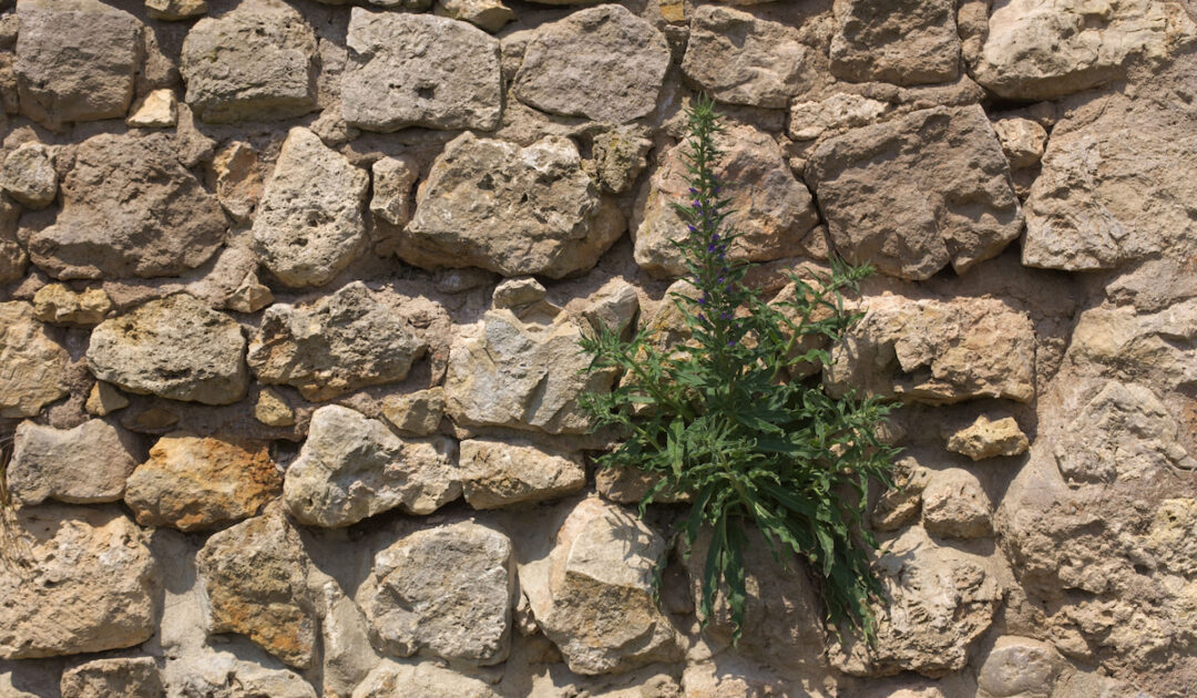 13 Types of Stone for the Garden - Crate and Basket