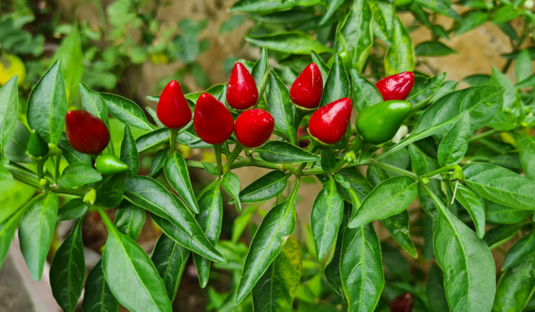 17 Types of Red Peppers - Crate and Basket