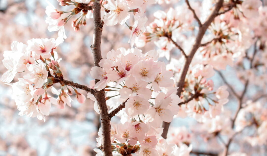 17 Types of Pink Flowers - Crate and Basket