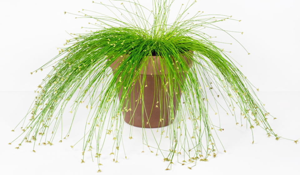 11 Types of Grasses for Your Yard - Crate and Basket