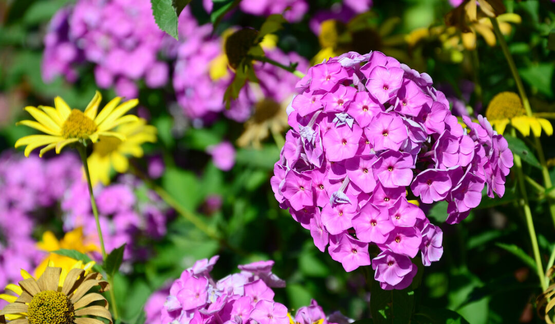 17 Flowers That Start With P (With Pictures) - Crate and Basket