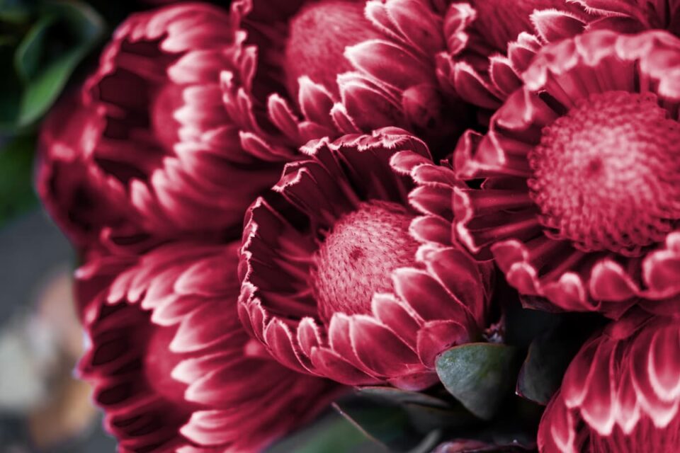 17 Flowers That Start With P (With Pictures) - Crate and Basket