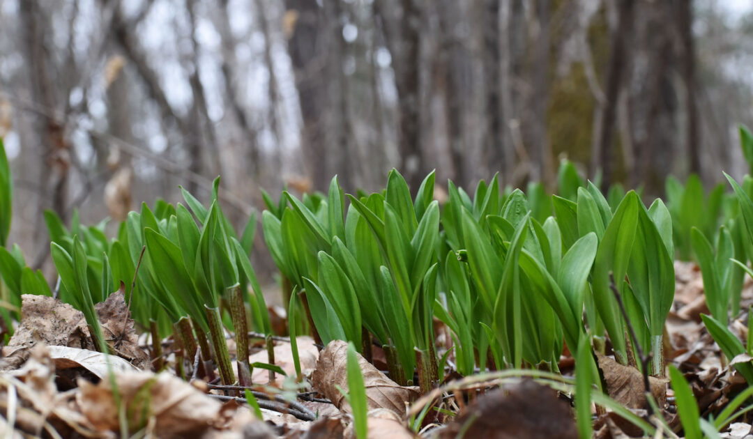 Types of Wild Onions - Crate and Basket