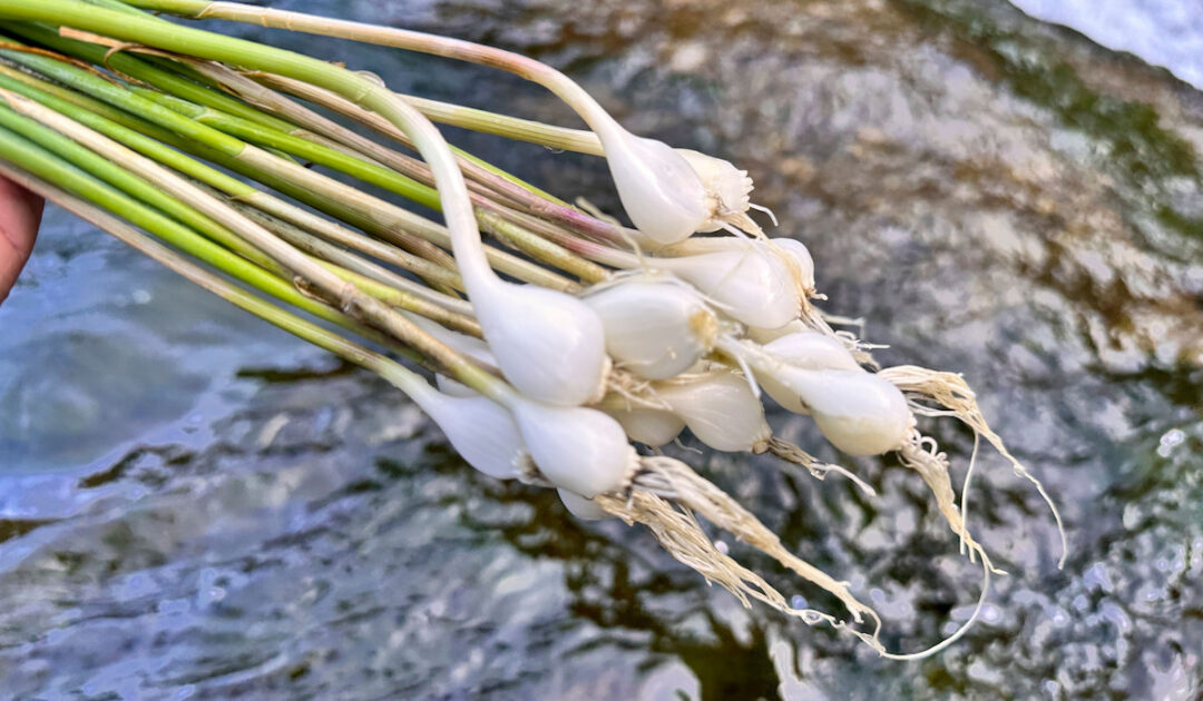 Types of Wild Onions - Crate and Basket